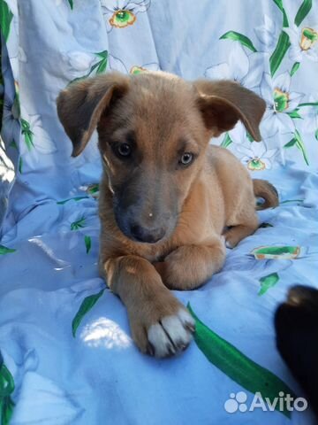 Щенок мальчик в добрые руки