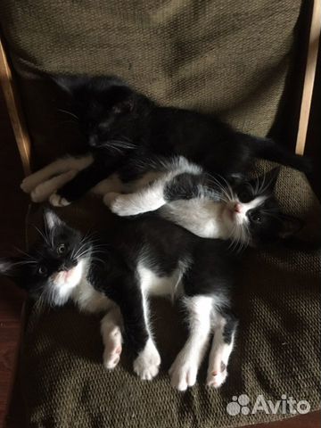 Котята от вислоухой кошки