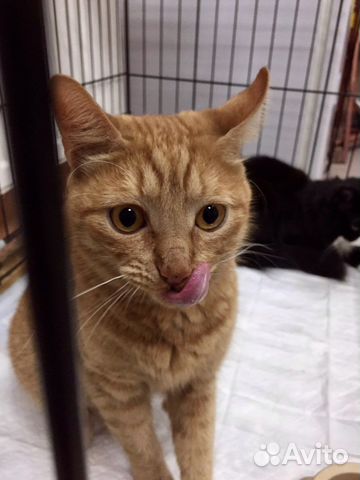 Брошенные котики в любящие руки