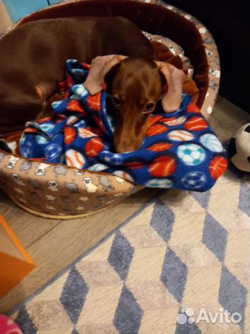 Такса кабель вязка