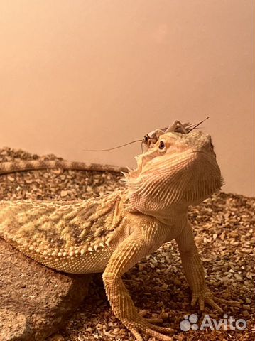 Бородатая агама с террариумом