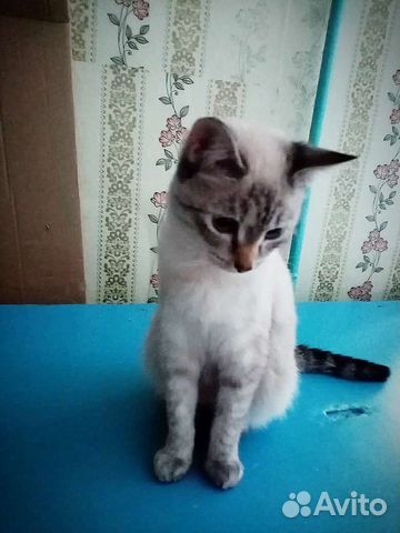 Котенок девочка 4 месяца метис Тайская