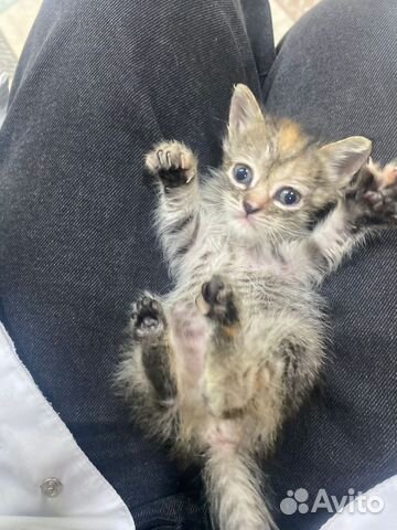 Котята бесплатно