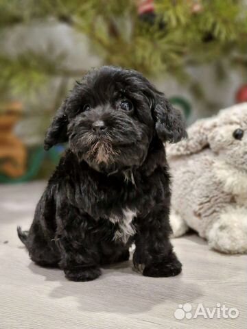 Мини мальчик Мальтипу Ф1 чёрного окраса
