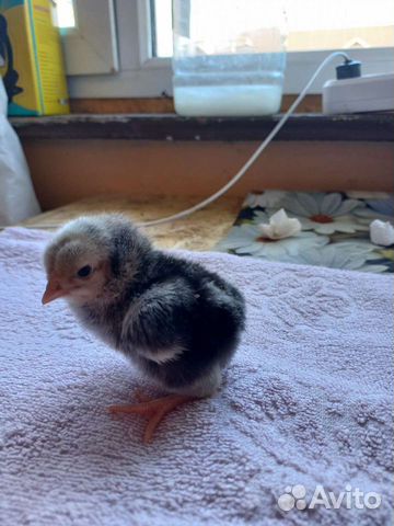 Цыплята гриз бар