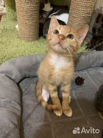 Котята бесплатно