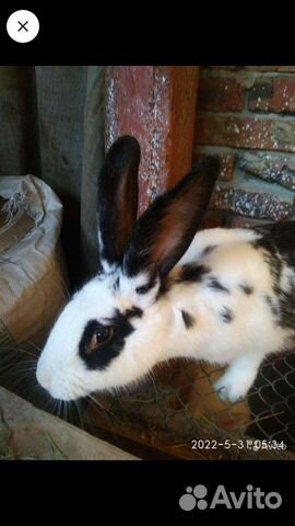 Кролики и кролчята