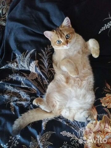 Шикарный шотландский котэ