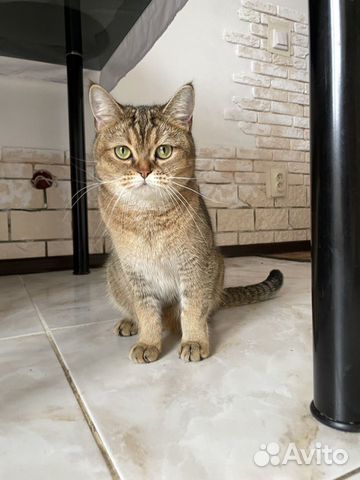 Кошка британская шиншилла не стерилизована