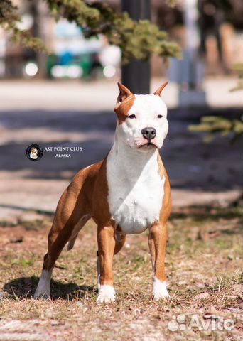 Девочка амстаффтерьер