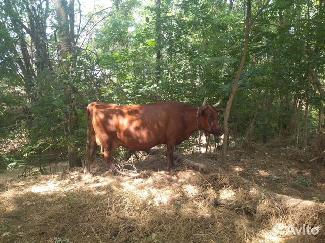 Корова дойная с теленком