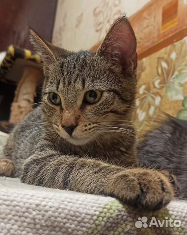 Тыковка и Соломон