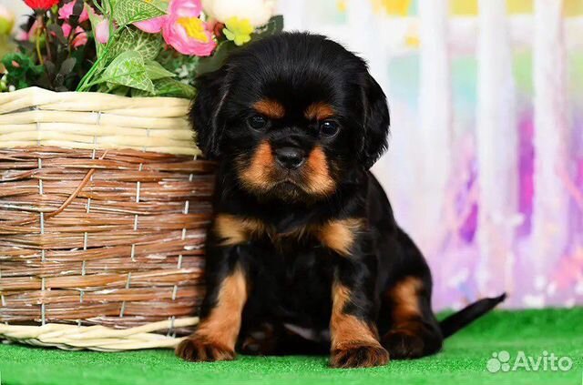 Черно-подпалый мальчик для выставок и разведения