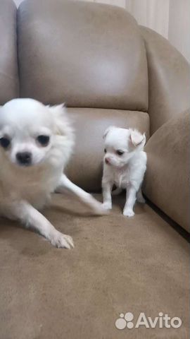 Щенки чихуахуа длинношерстные