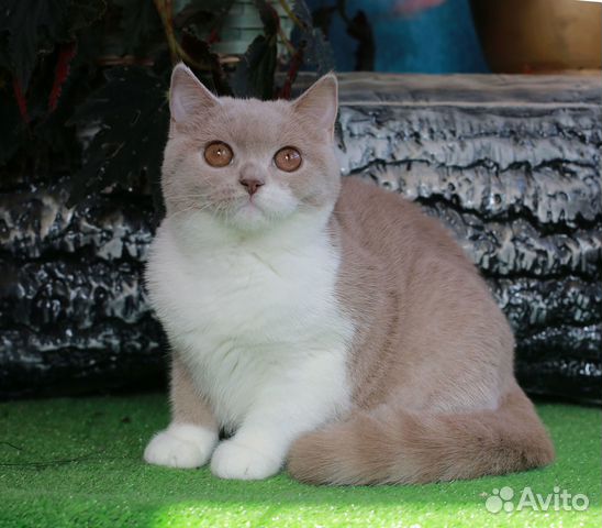 Сама нежность-девочка лиловый биколор