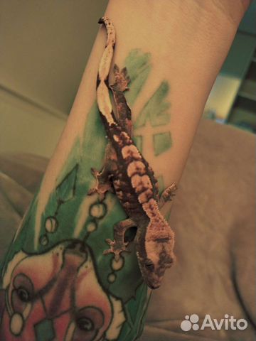 Реснитчатый бананоед