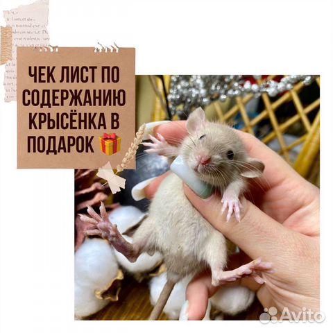 Крысы, крысята, крыса. Питомник