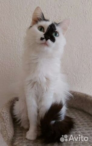 Кошечка Холли ищет дом