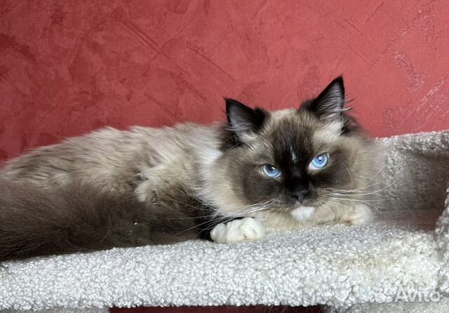 Питомник закрывается мальчик рэгдолл