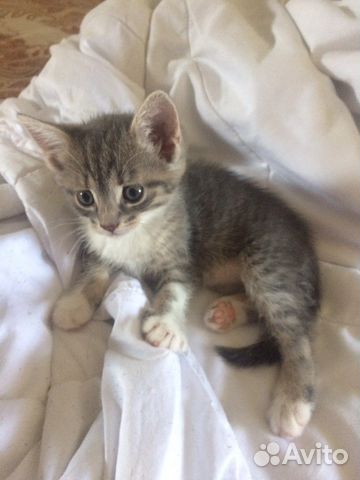 Котенок