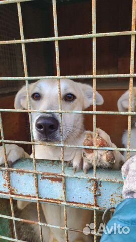 Белоснежная красотка Айва ищет дом