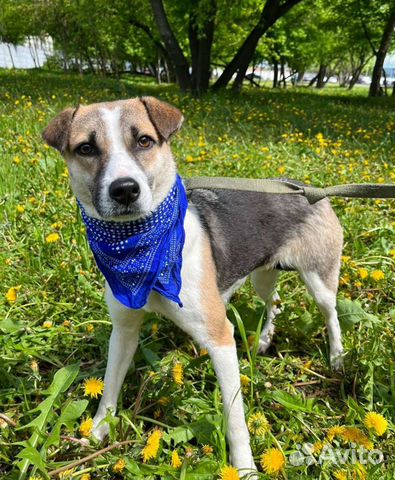 Мелкая собачка в дар