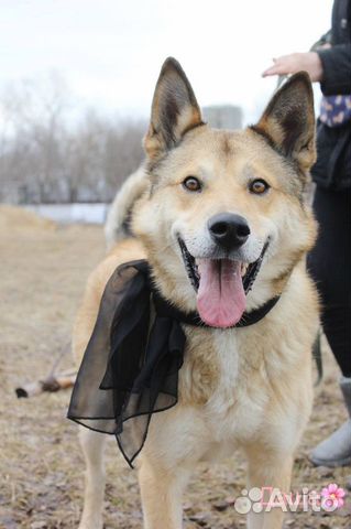 Собака Джоник ищет дом