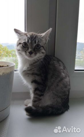 Котенок девочка бесплатно