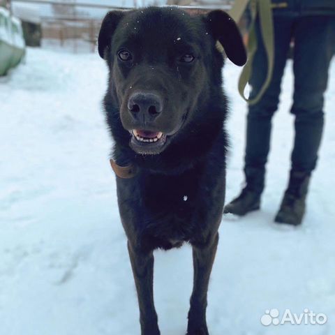 Большая собака в добрые руки, бумер