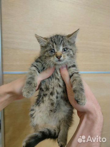 Котенок в добрые руки