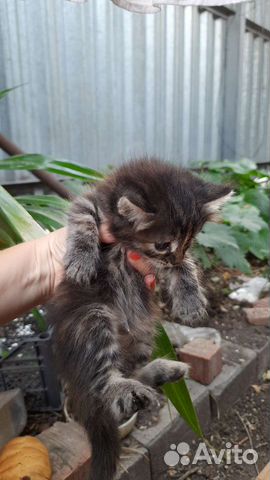Кошка в добрые руки