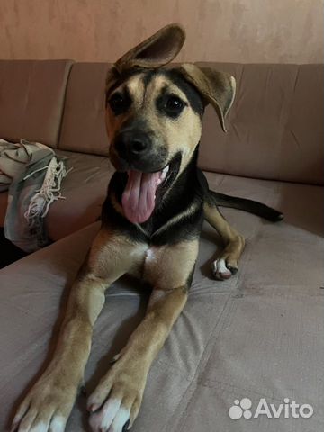 Щенок в добрые руки бесплатно