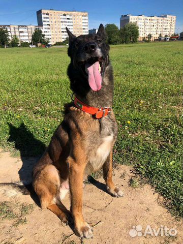 Бельгийская овчарка малинуа (не метис) отдам