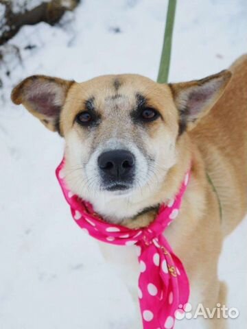 Шейла ищет дом