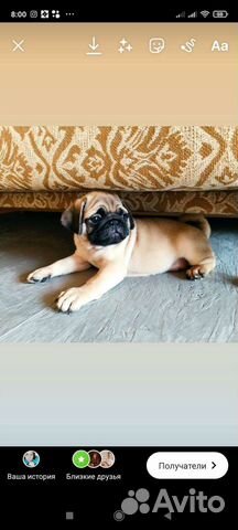 Щенки мопса