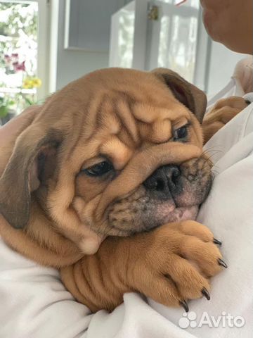 Английский бульдог девочка