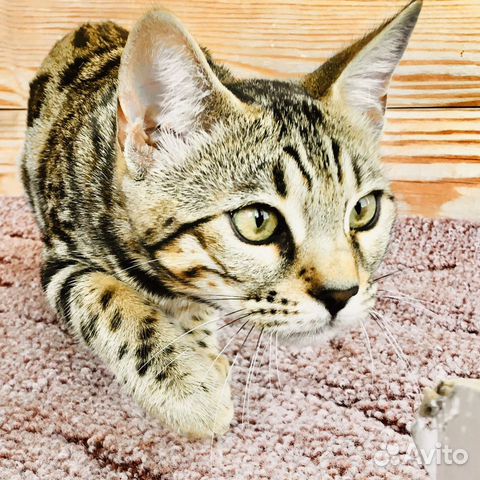 Гибрид f2 бенгал азиатская бенгальские котята