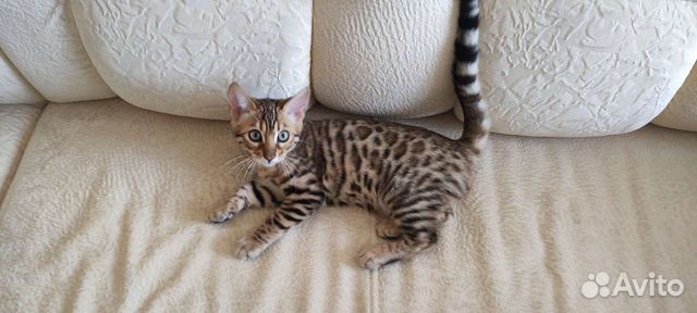 Бенгальская кошка. Котенок 2,5 месяца