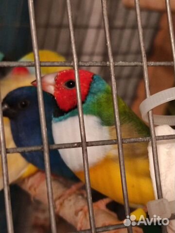 Амадины гульда