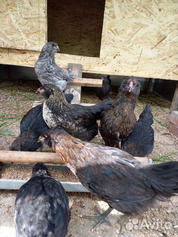 Цыплята подрощенные