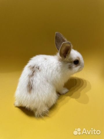Кролики декоративные