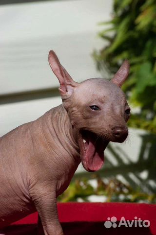 Щенки ксолоитцкуинтли