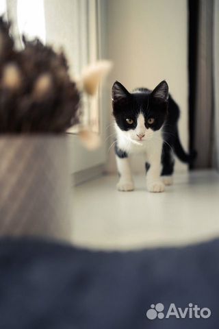 Котенок девочка в добрые руки