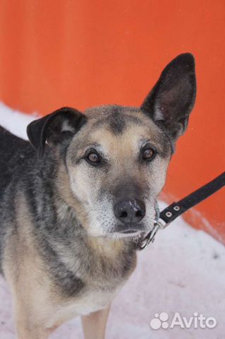 Собакен из приюта