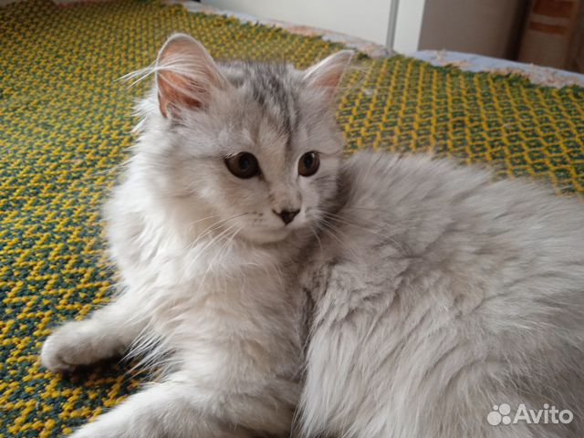 Кошечка, 5 месяцев