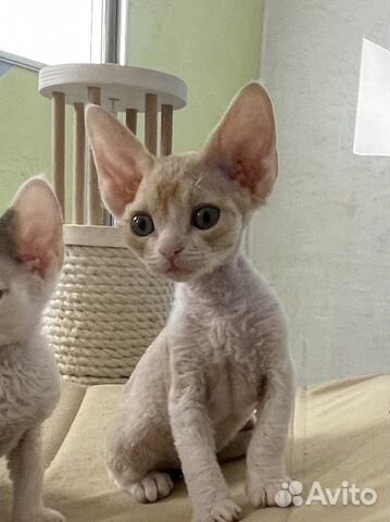 Девон-рекс малыши кудряшки