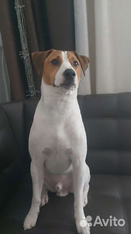 Вязка джек Рассел терьер