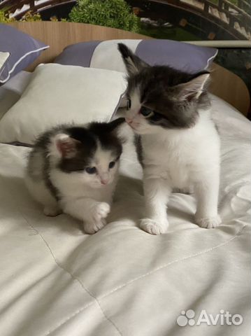 Котята