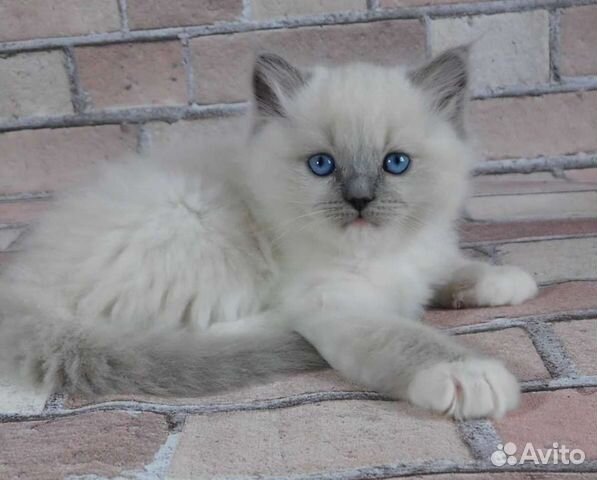 Котята Рэгдолл