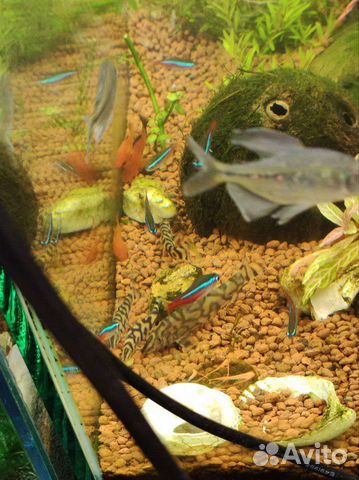 Боция мраморная